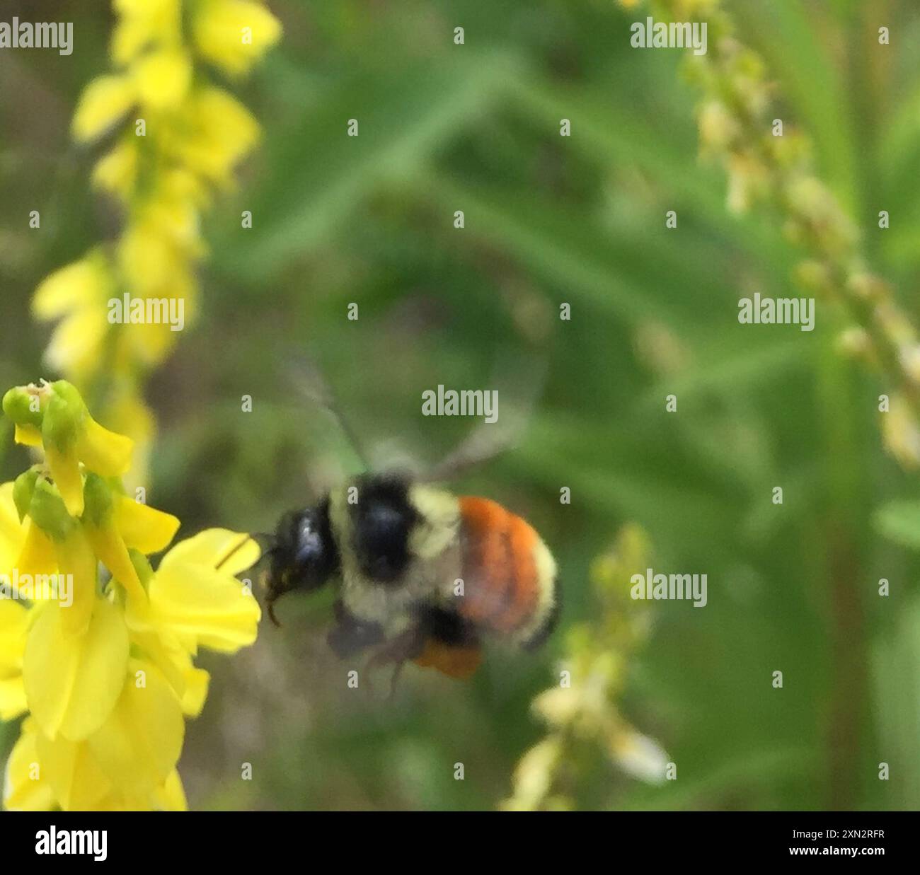 Tricolored Bumble Bee (Bombus ternarius) Insecta Stock Photo - Alamy