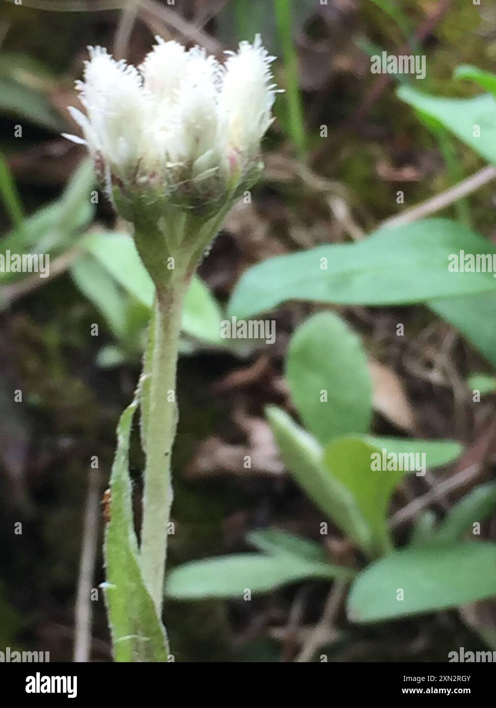 Parlin's Pussytoes (Antennaria parlinii) Plantae Stock Photo - Alamy