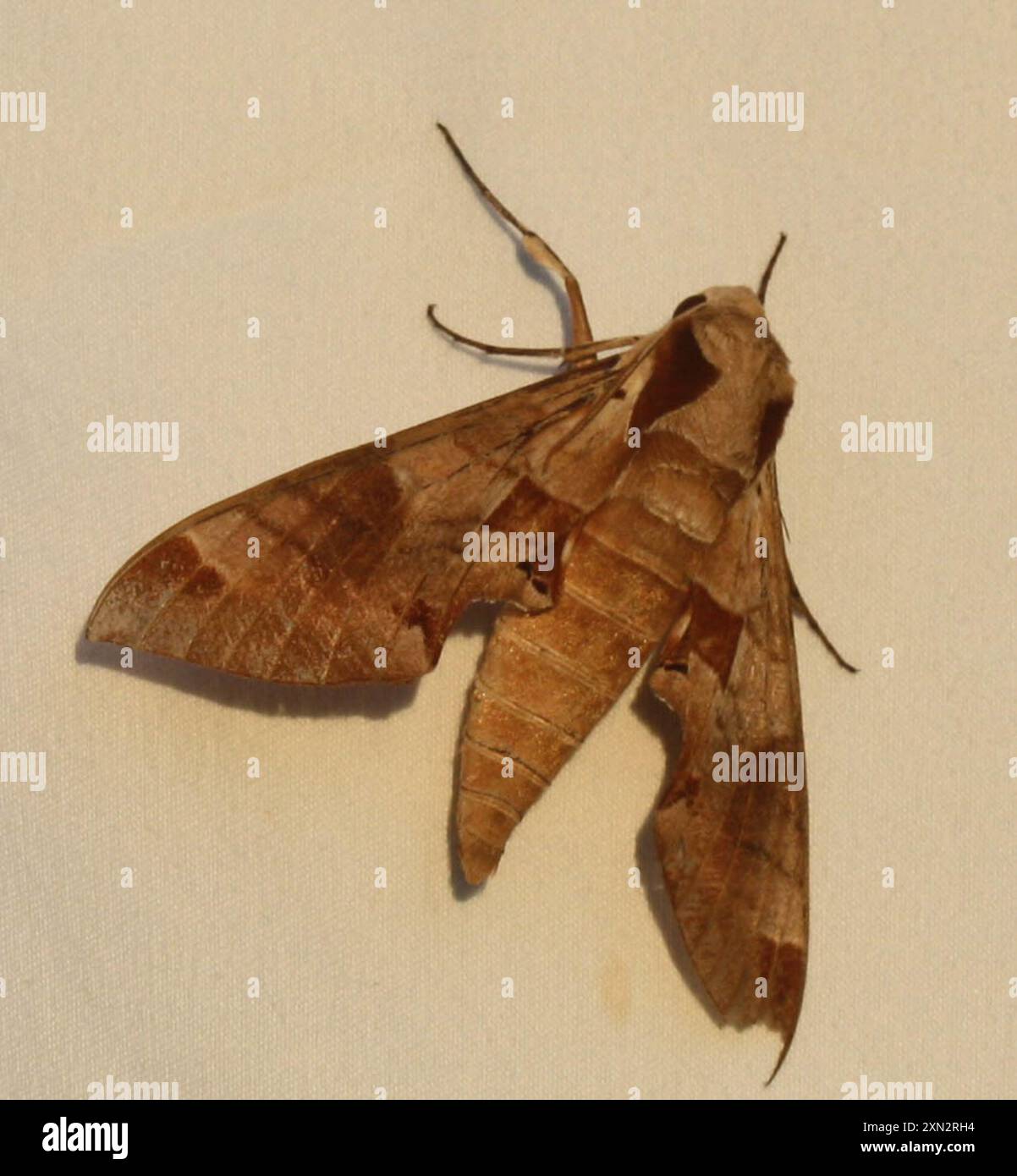 Achemon Sphinx (Eumorpha achemon) Insecta Stock Photo - Alamy