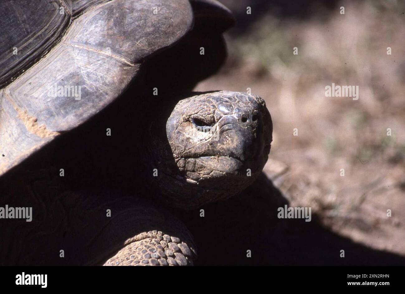 Alcedo Volcano Giant Tortoise (Chelonoidis niger vandenburghi) Reptilia ...