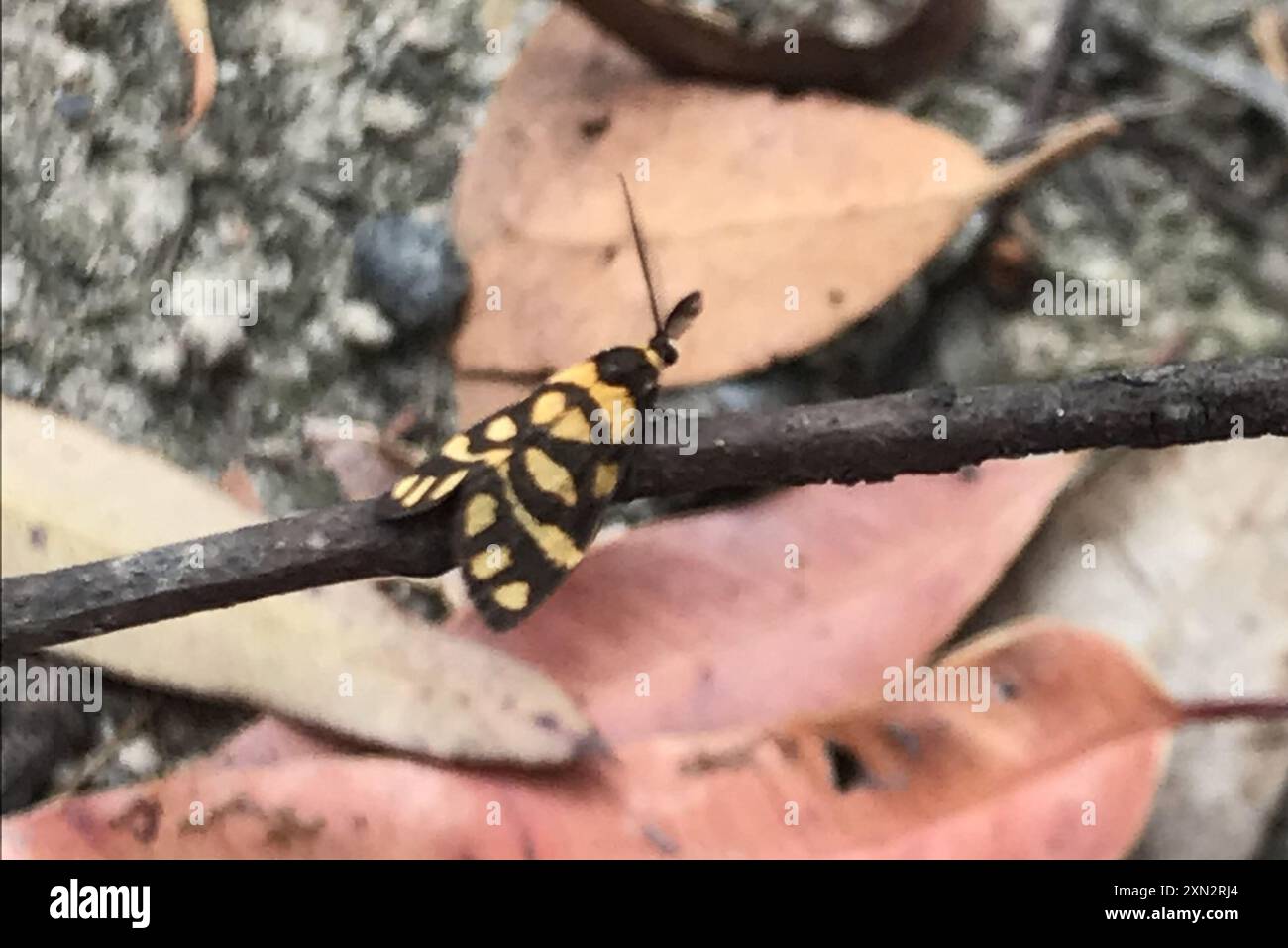 Lydia Lichen Moth (Asura lydia) Insecta Stock Photo - Alamy