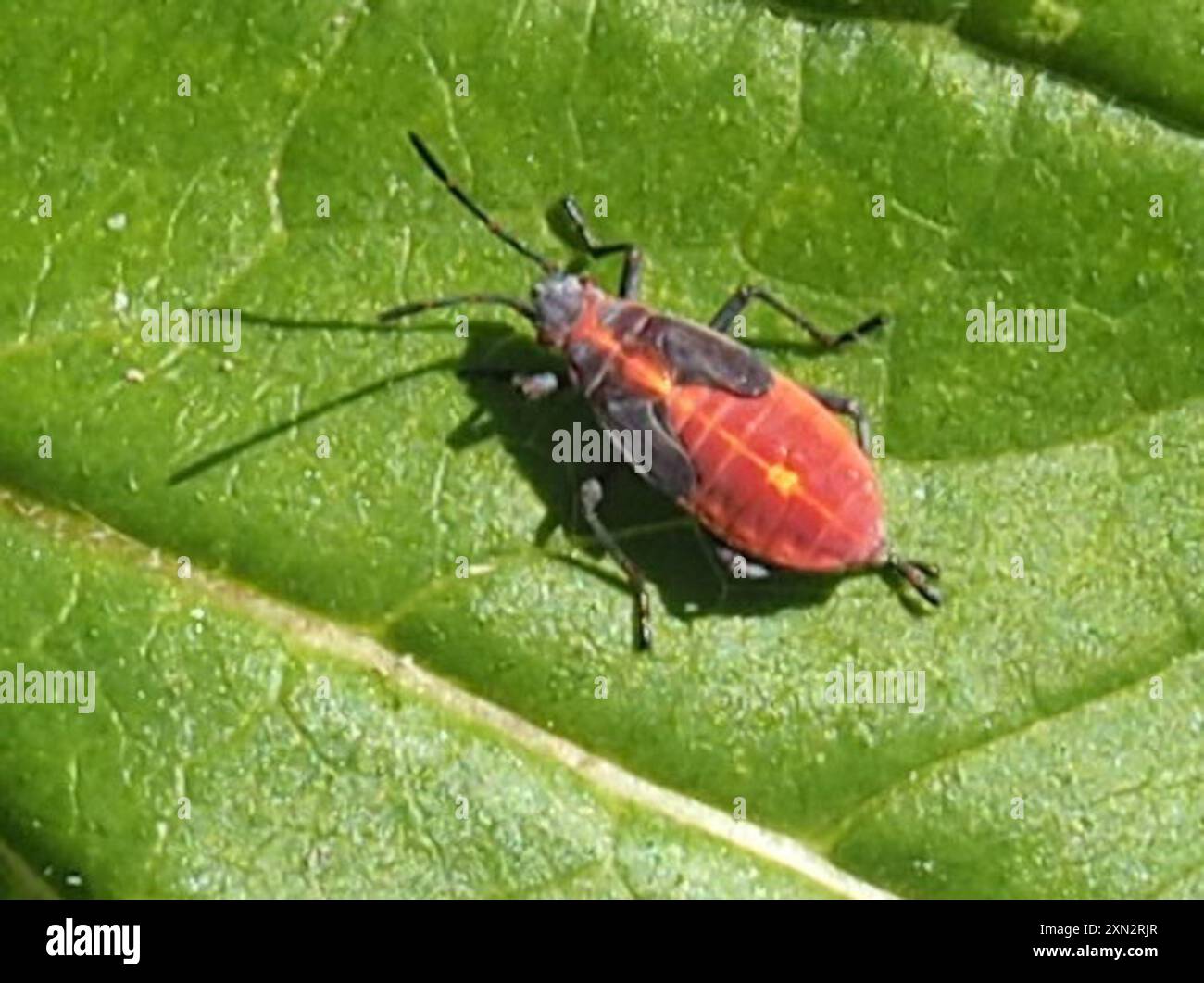 Eastern Boxelder Bug (Boisea trivittata) Insecta Stock Photo - Alamy