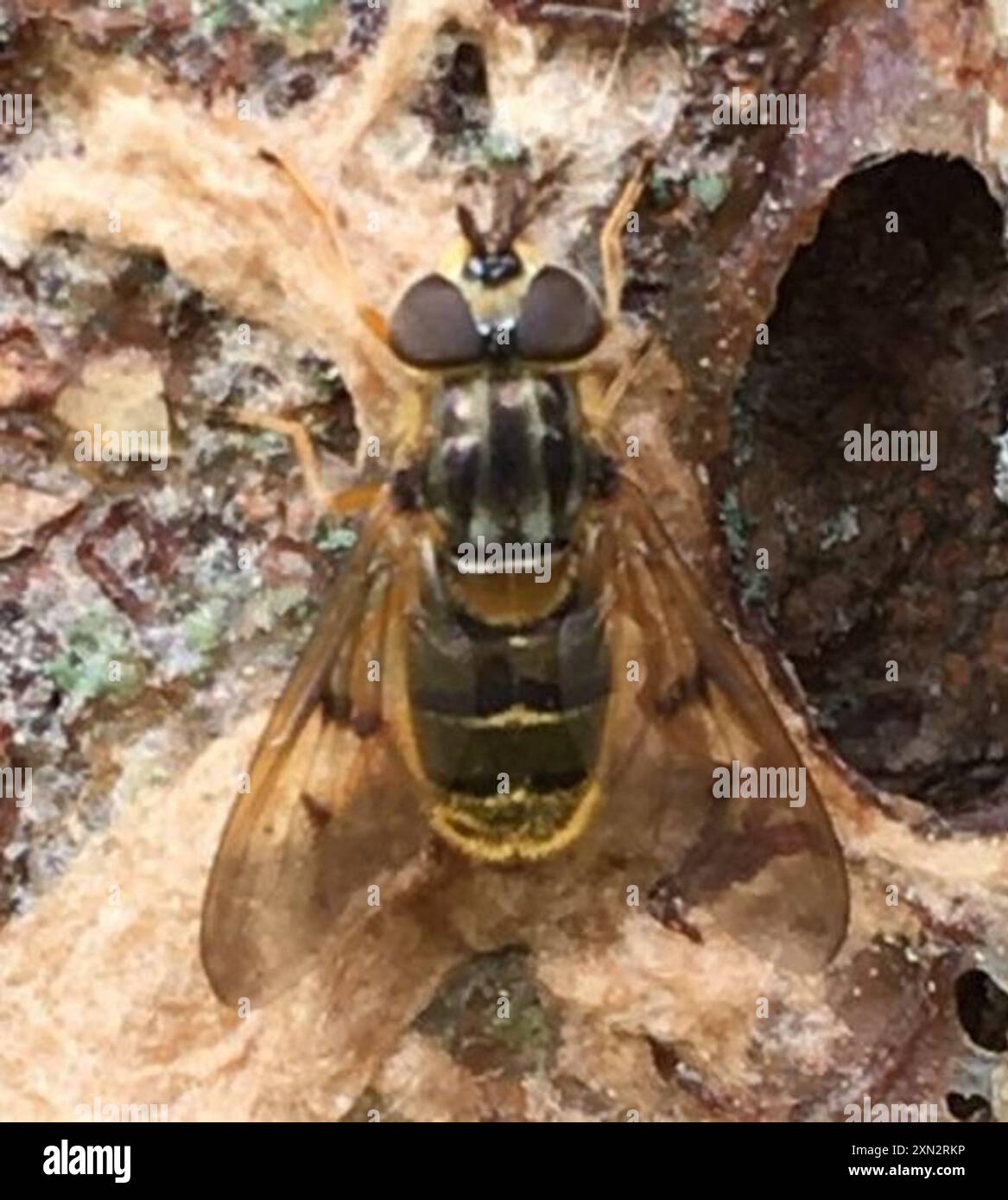 Common Copperback (Ferdinandea buccata) Insecta Stock Photo - Alamy