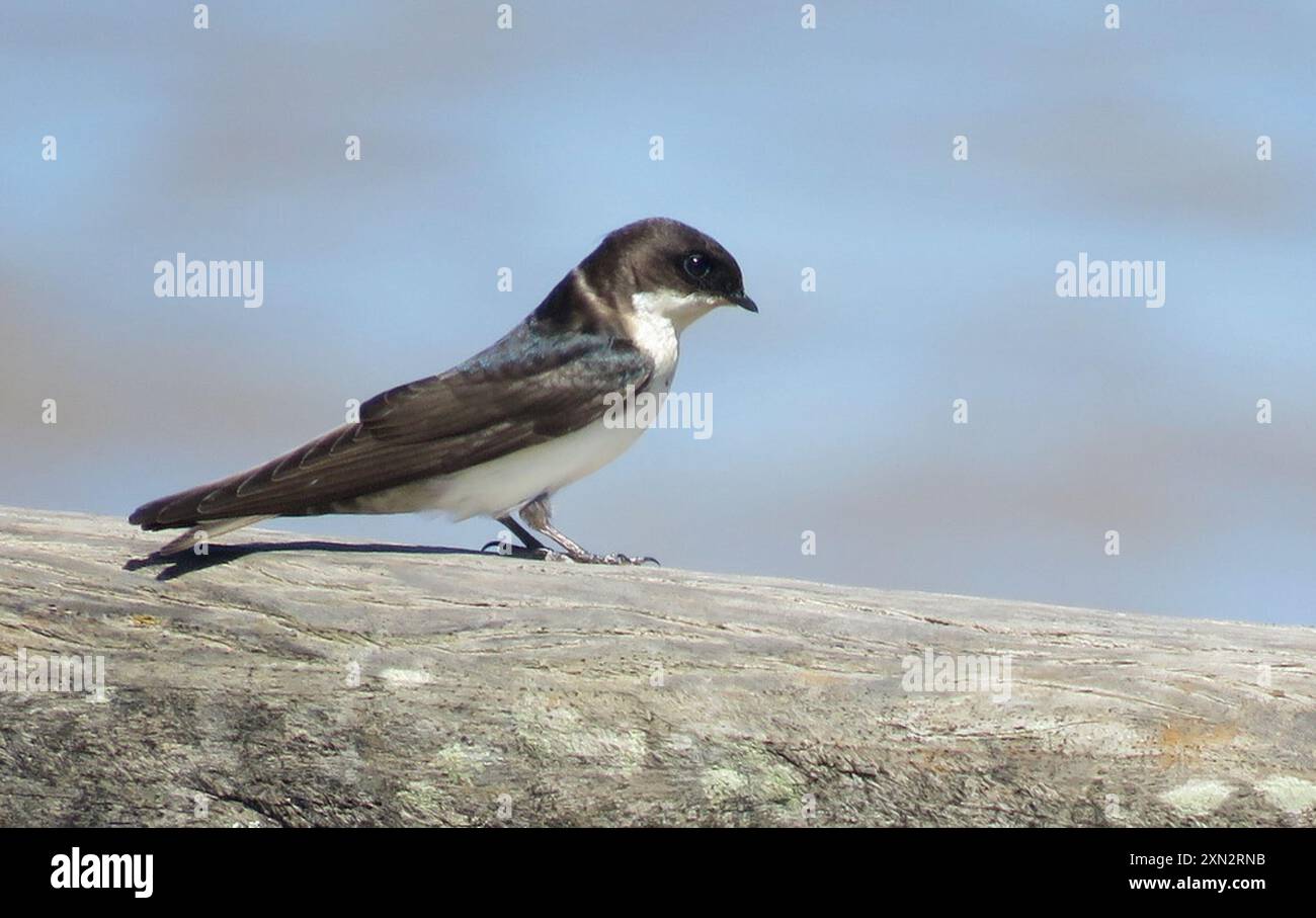 Blue-and-white Swallow (Pygochelidon cyanoleuca) Aves Stock Photo - Alamy