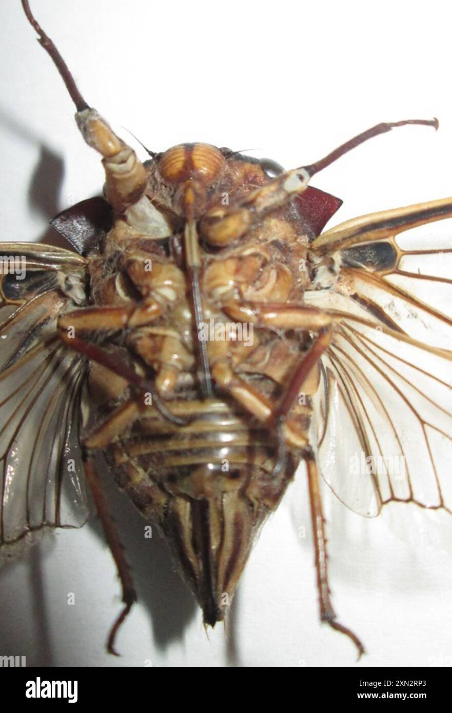 Savanna Sharpcollar Cicada (Oxypleura quadraticollis) Insecta Stock ...