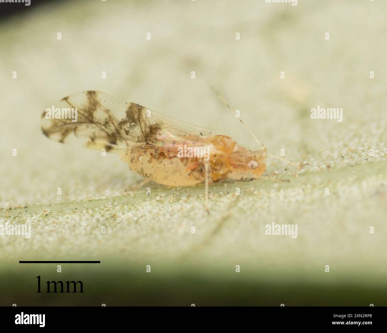 Regular Oak Aphid (Neomyzocallis punctata) Insecta Stock Photo - Alamy
