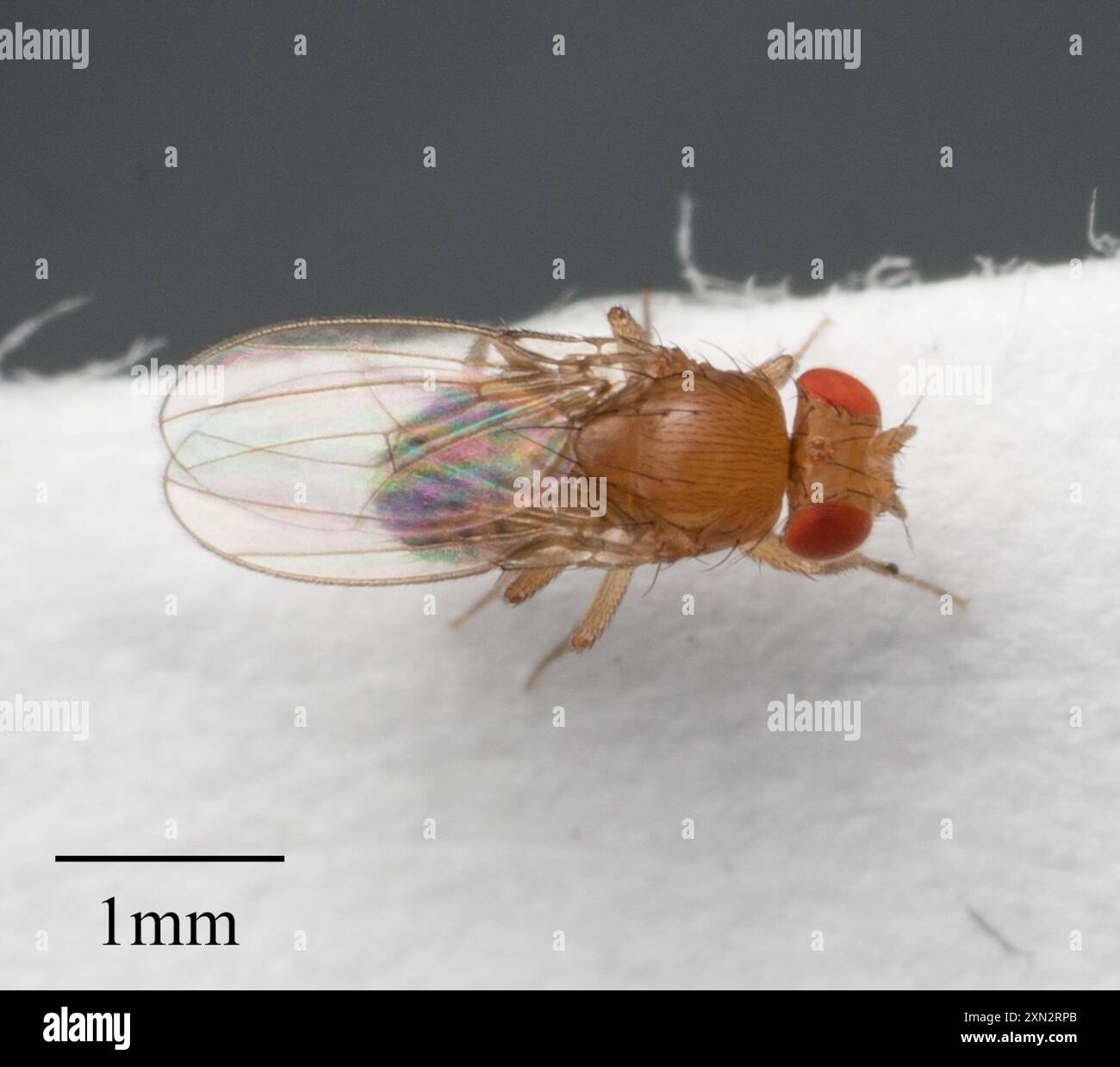 Common Fruit Fly (Drosophila melanogaster) Insecta Stock Photo - Alamy