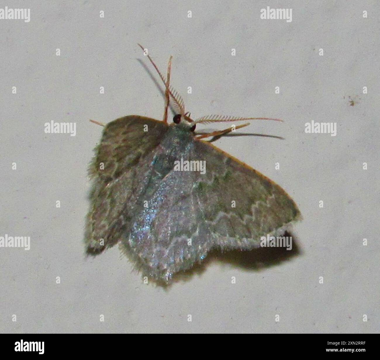 Fulsome Emerald (Chloropteryx paularia) Insecta Stock Photo - Alamy