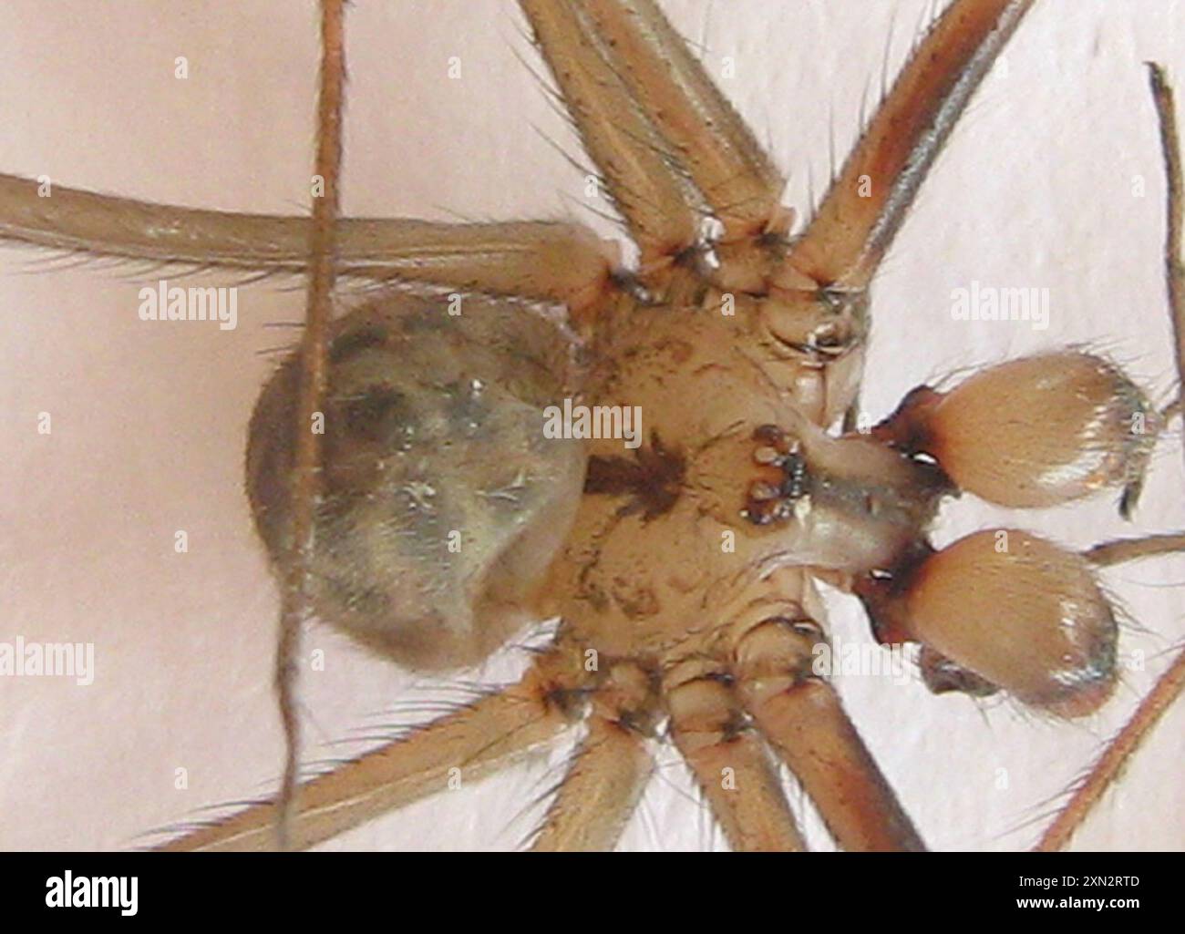 Giant Daddy Long-legs Spiders (Artema) Arachnida Stock Photo - Alamy