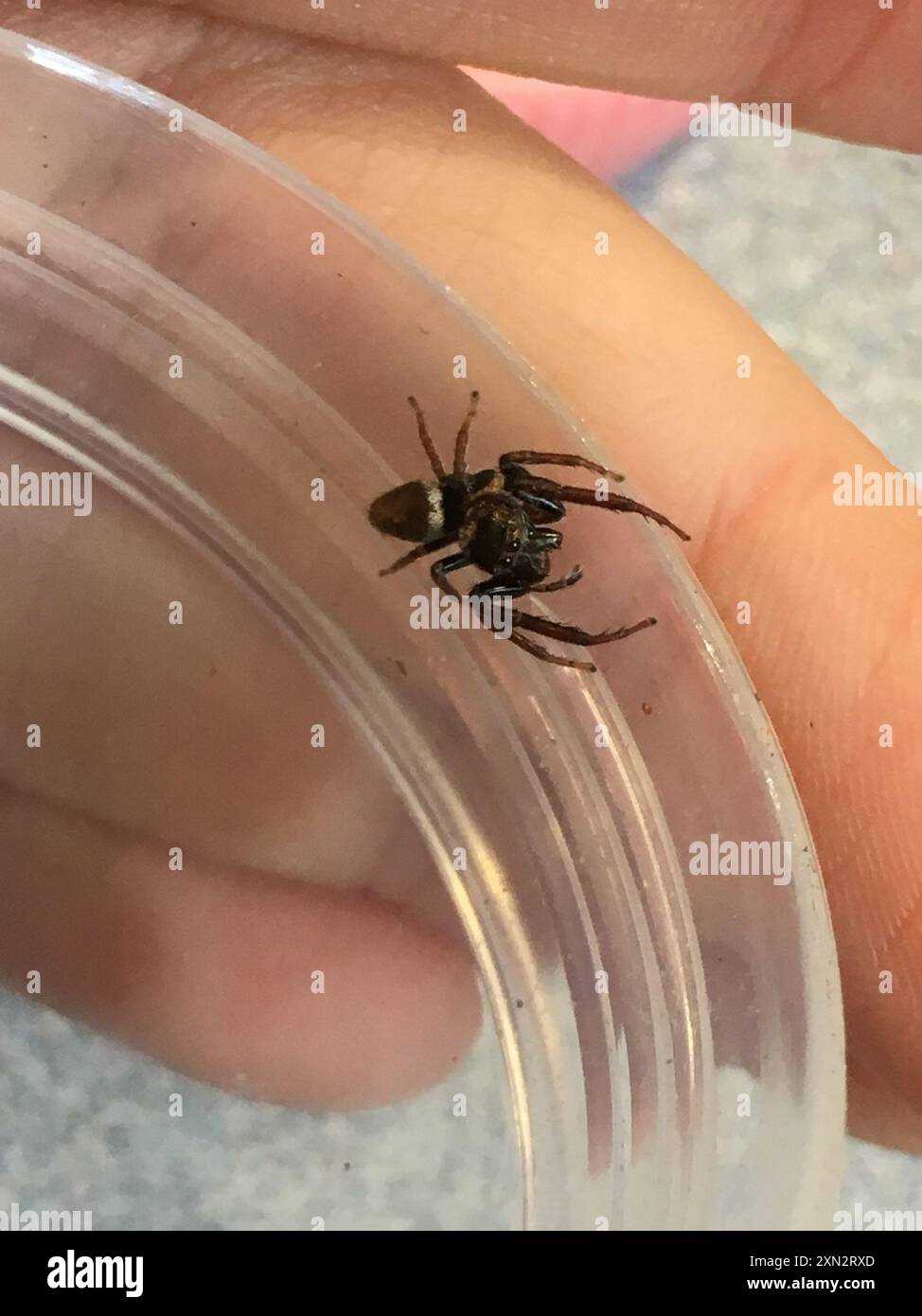 Opisthoncus polyphemus hi-res stock photography and images - Alamy