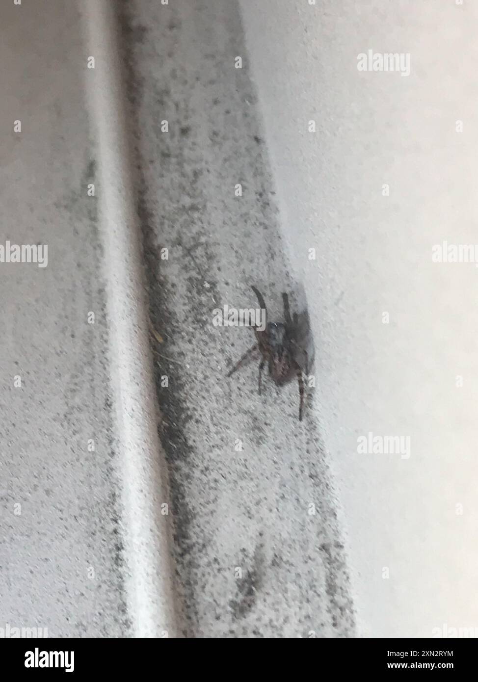 Badumna longinqua hi-res stock photography and images - Alamy