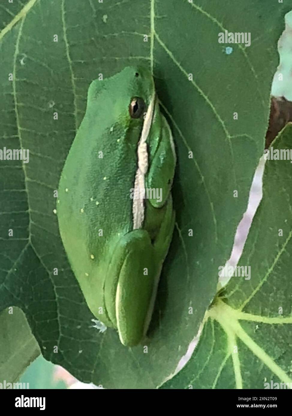 Green Treefrog (Hyla cinerea) Amphibia Stock Photo - Alamy