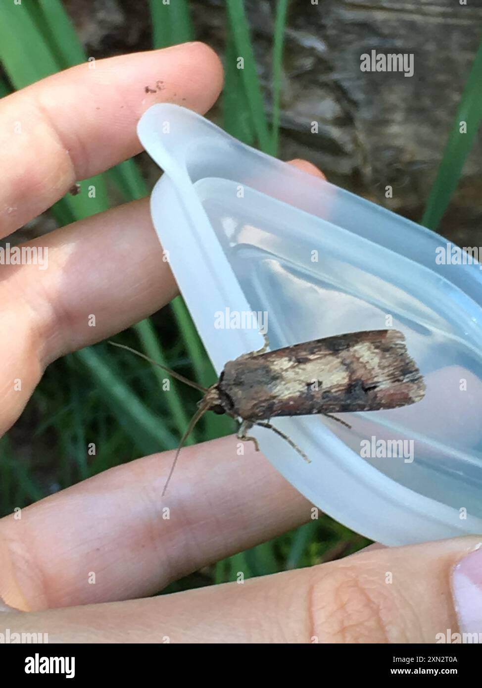 Ipsilon Dart Moth (Agrotis ipsilon) Insecta Stock Photo - Alamy