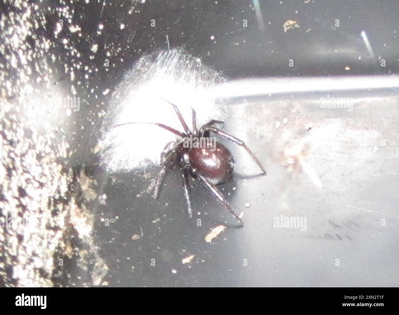Black Cobweb Spider (Steatoda capensis) Arachnida Stock Photo - Alamy