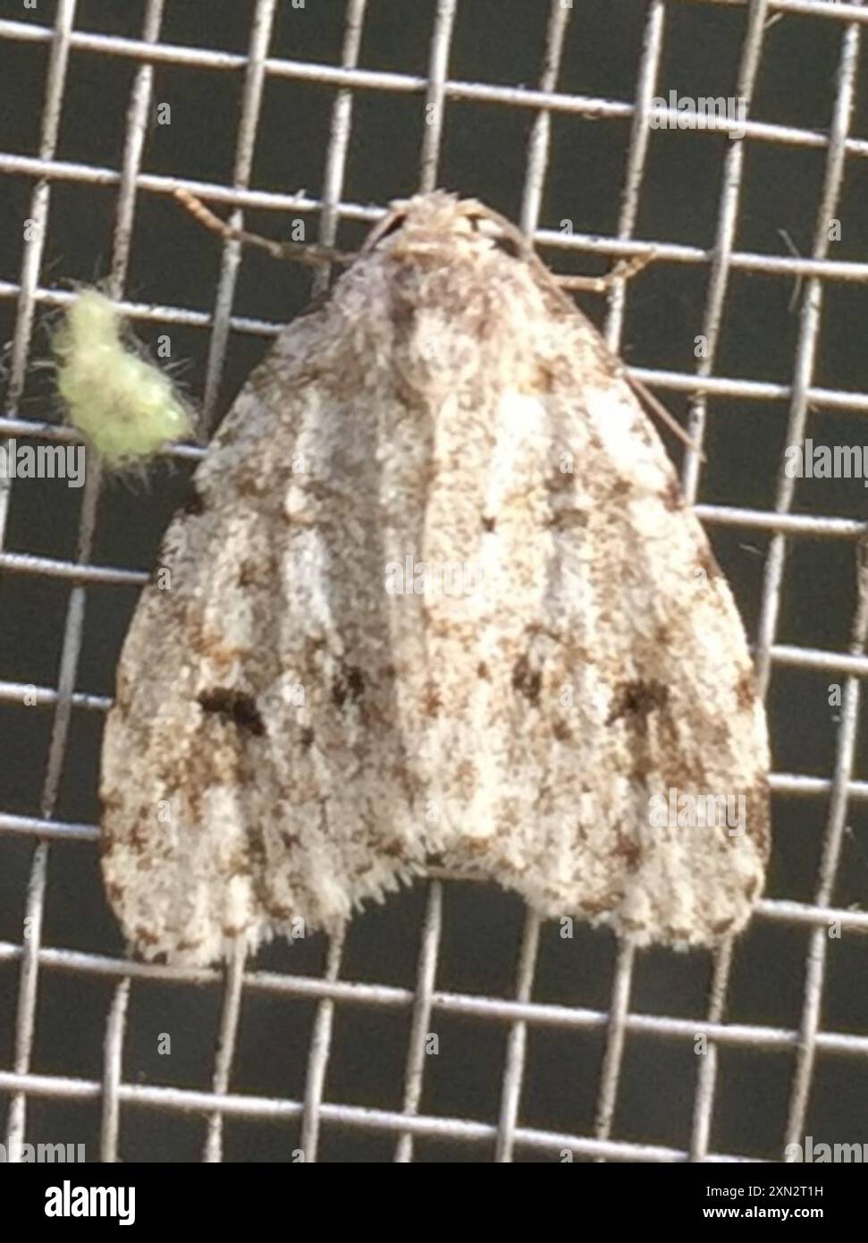 Little White Lichen Moth (Clemensia albata) Insecta Stock Photo - Alamy
