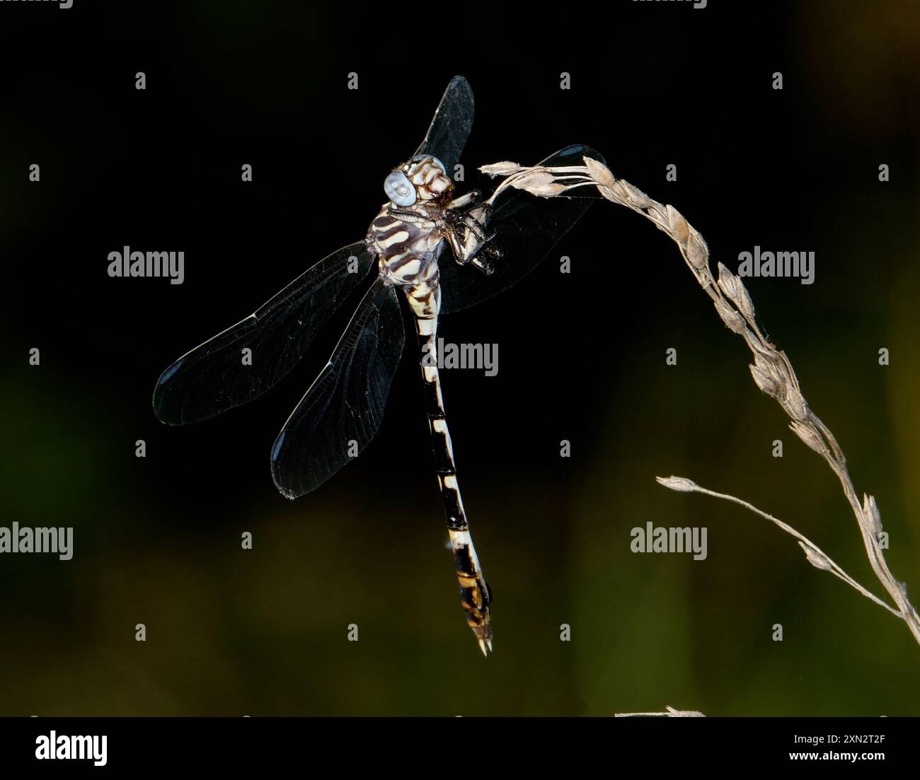 Five-striped Leaftail (Phyllogomphoides albrighti) Insecta Stock Photo ...