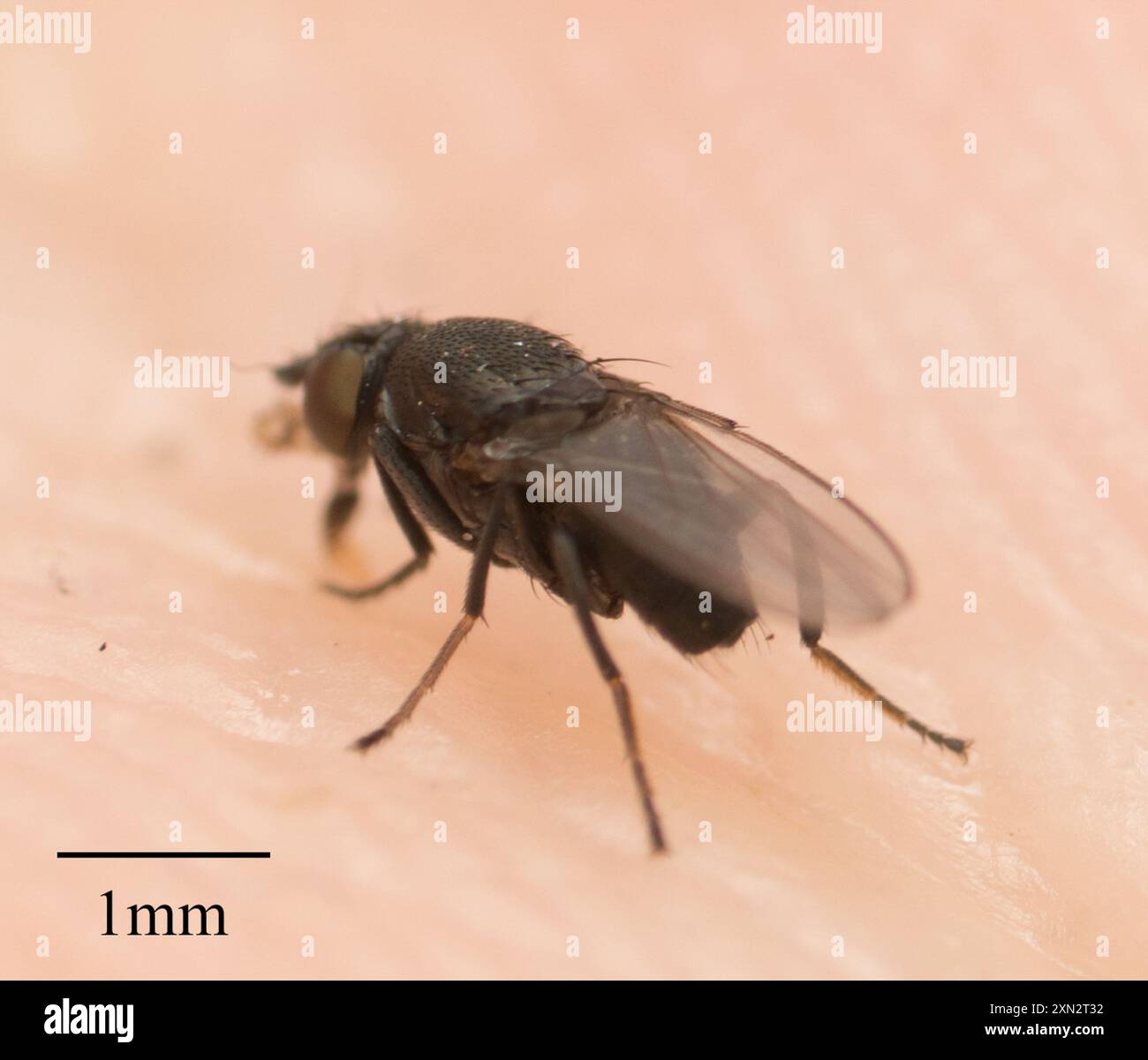 Freeloader Flies (Milichiidae) Insecta Stock Photo - Alamy