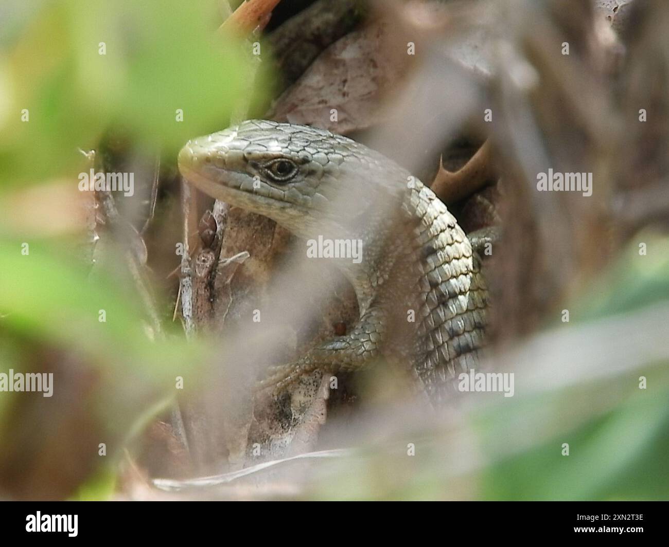Northern Alligator Lizard (Elgaria coerulea) Reptilia Stock Photo - Alamy