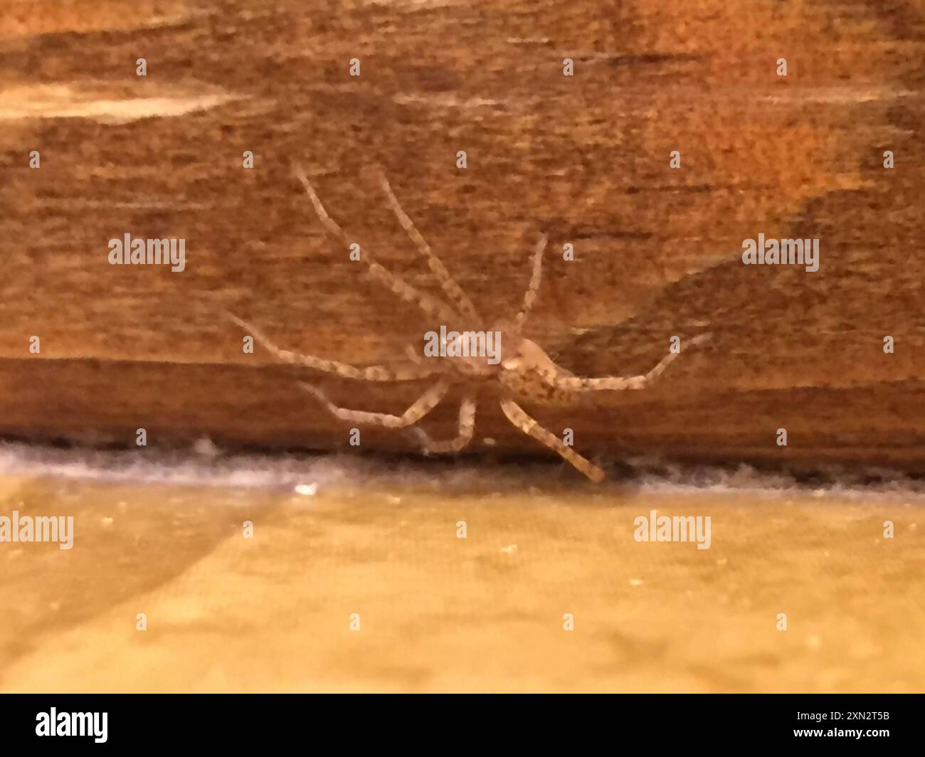 Ghost Spiders (Anyphaenidae) Arachnida Stock Photo - Alamy