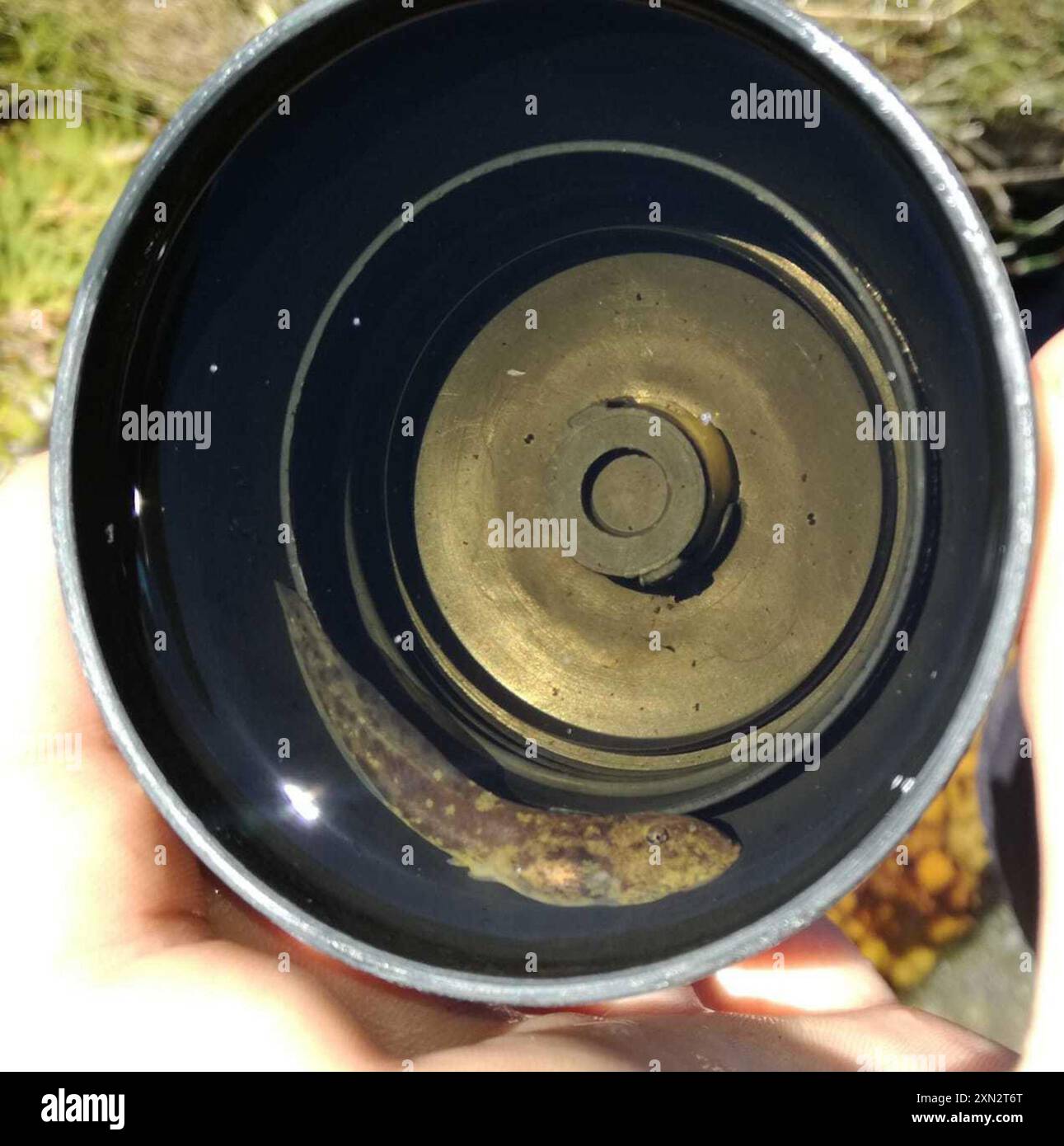 Table Mountain Ghost Frog (Heleophryne rosei) Amphibia Stock Photo - Alamy