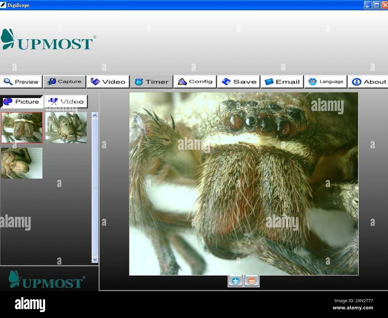 Pantropical Huntsman Spider (Heteropoda venatoria) Arachnida Stock ...