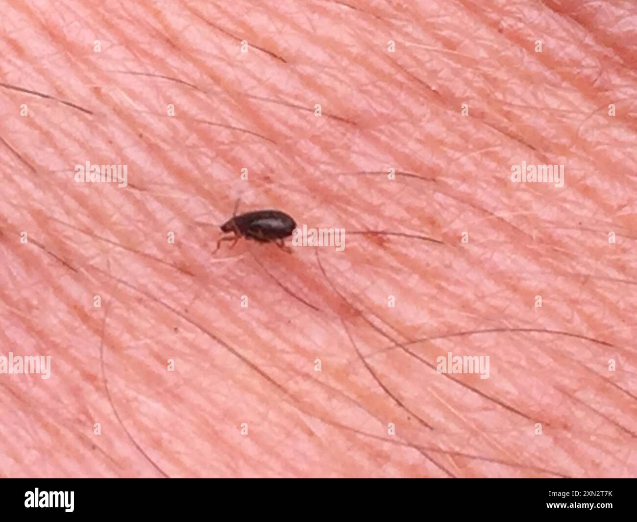Marsh Beetles (Scirtidae) Insecta Stock Photo - Alamy