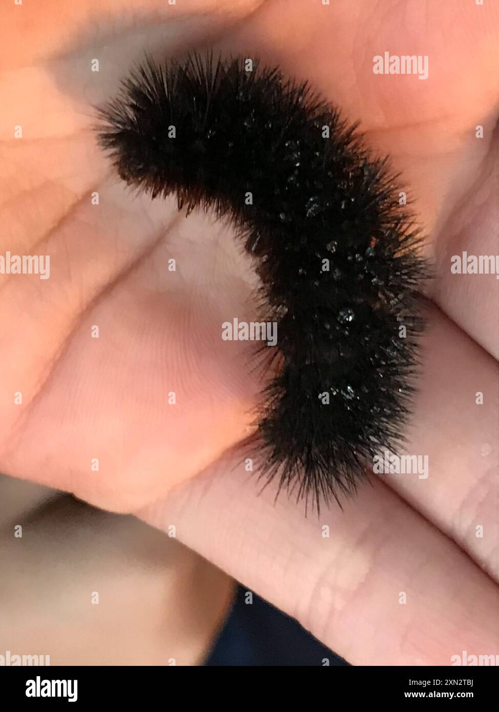 Giant Leopard Moth (Hypercompe scribonia) Insecta Stock Photo - Alamy