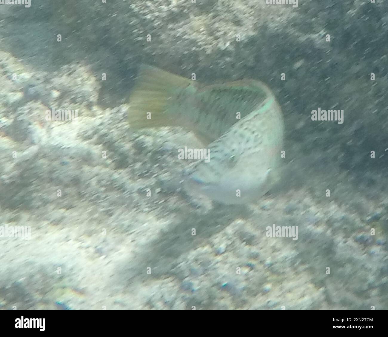 Christmas Wrasse (Thalassoma trilobatum) Actinopterygii Stock Photo - Alamy