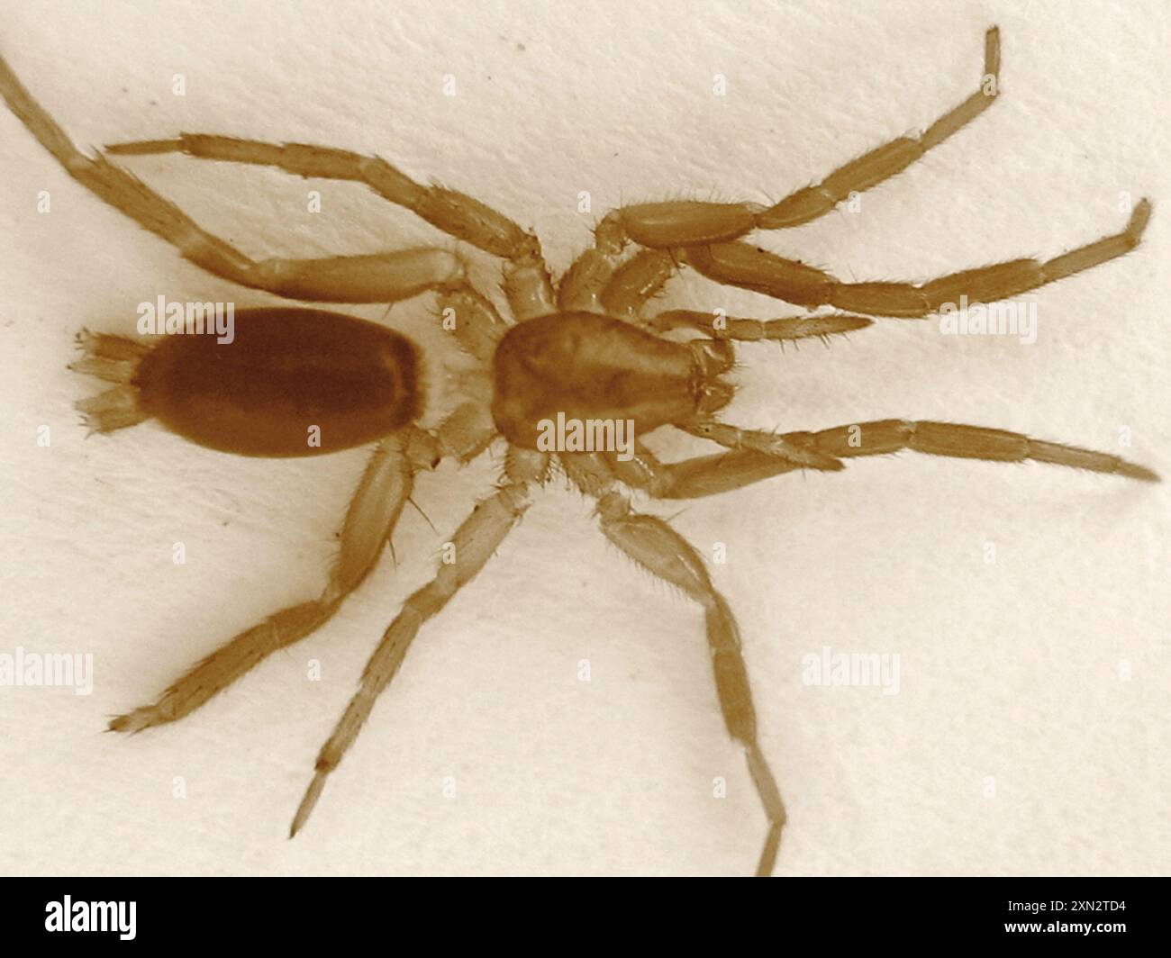 Spiders (Araneae) Arachnida Stock Photo - Alamy