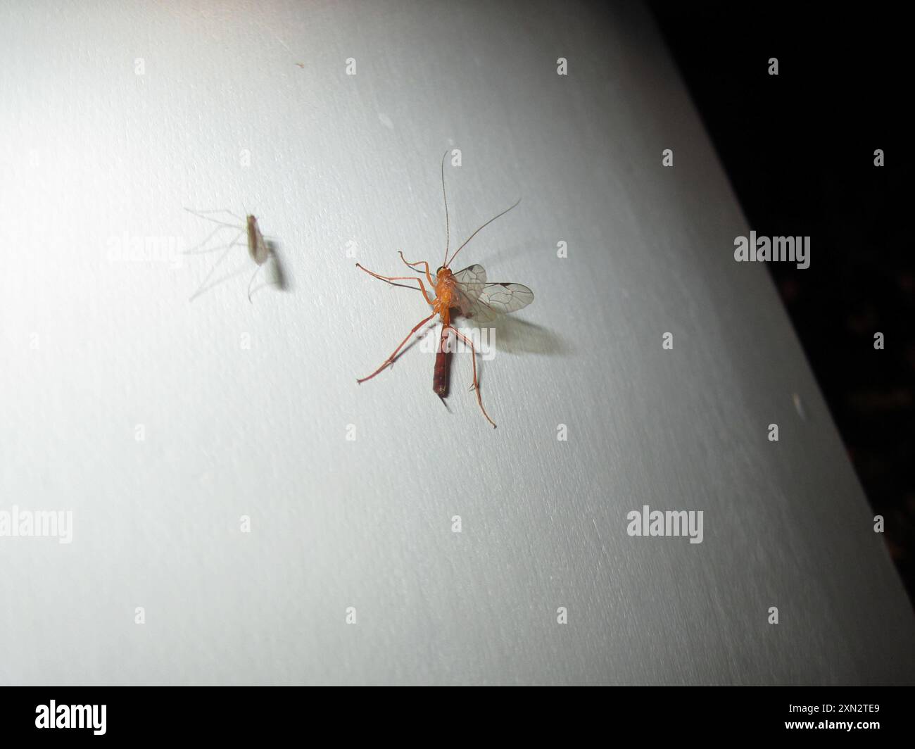 Orange Ichneumonid wasp (Netelia ephippiata) Insecta Stock Photo - Alamy