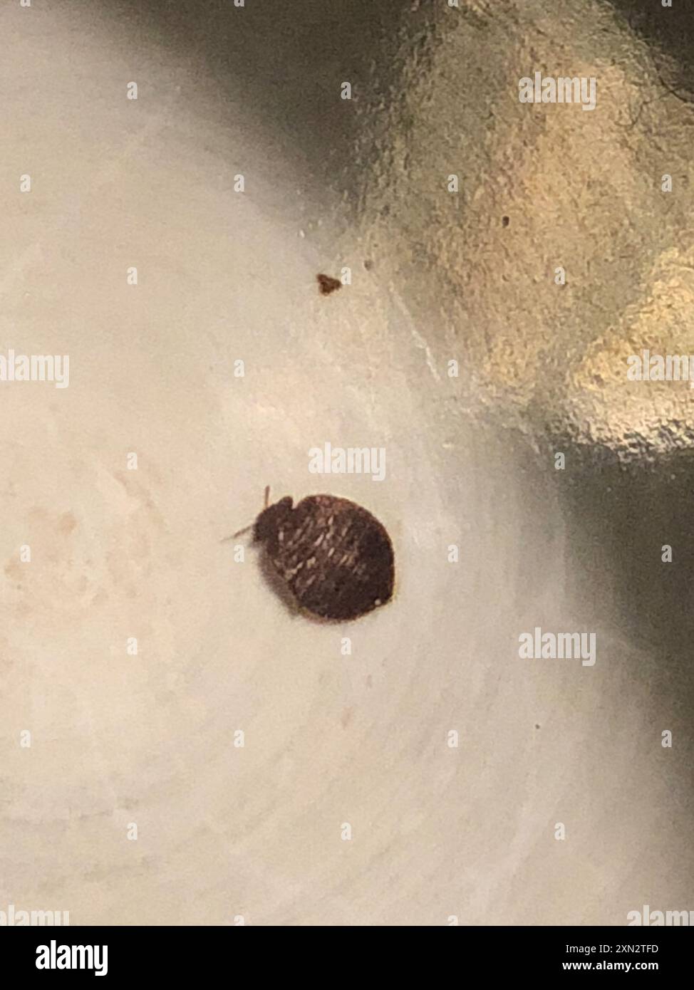 Common Bed Bug (Cimex lectularius) Insecta Stock Photo - Alamy