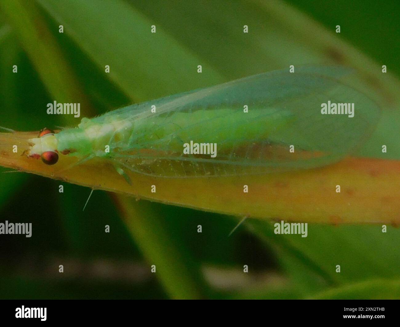 Green Lacewings (Chrysopidae) Insecta Stock Photo - Alamy