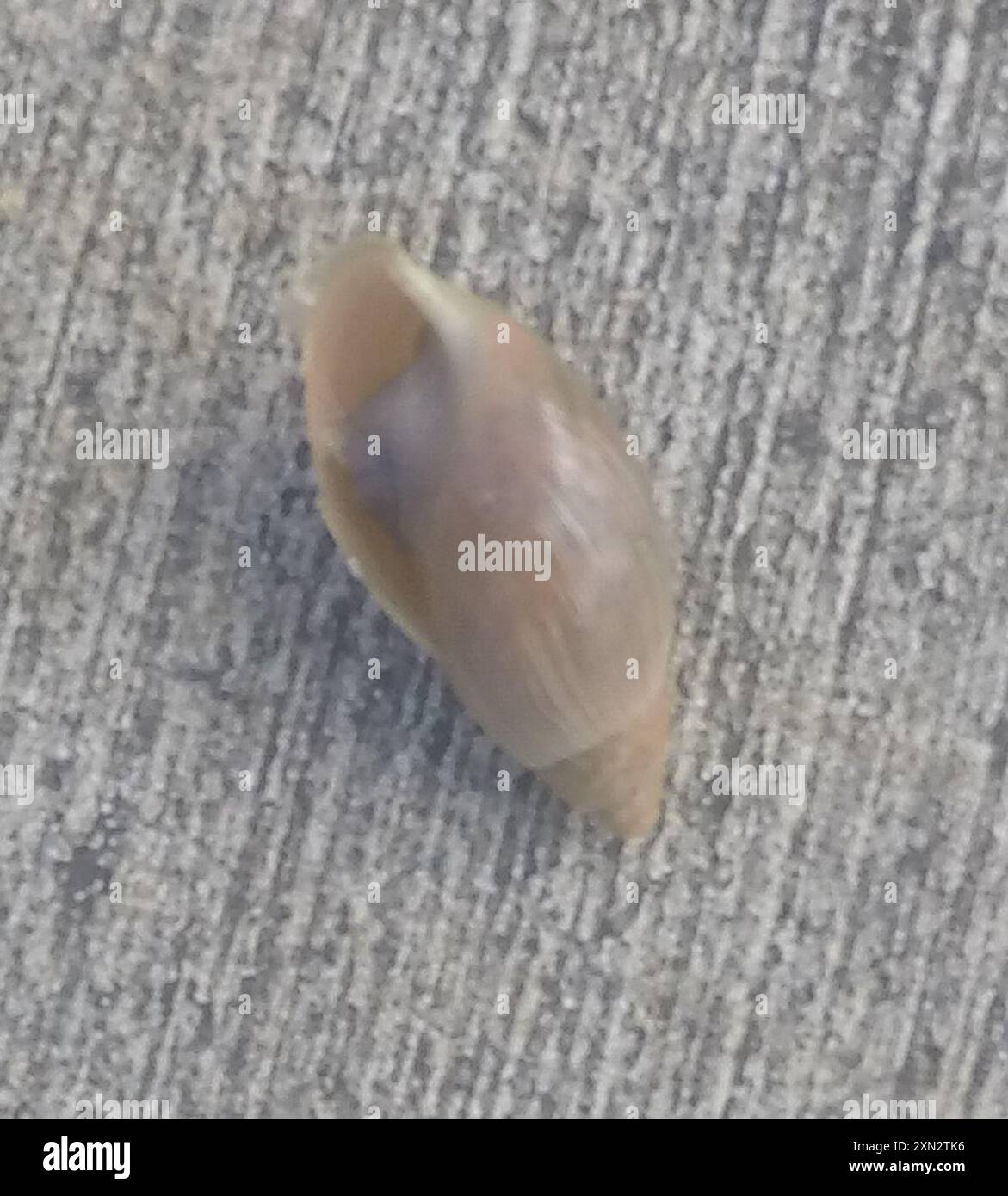 Rosy Wolfsnail (Euglandina rosea) Mollusca Stock Photo - Alamy