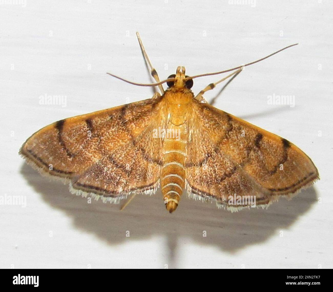 Bean-leaf Webworm Moth (Omiodes indicata) Insecta Stock Photo - Alamy