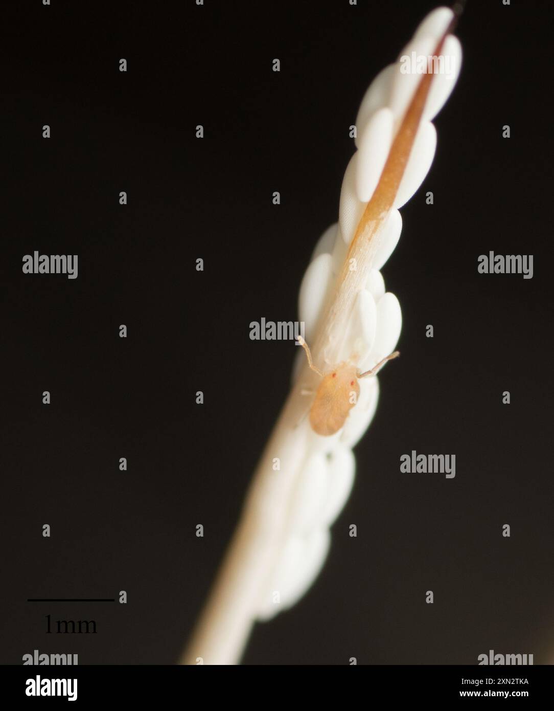 Mites and Ticks (Acari) Arachnida Stock Photo - Alamy