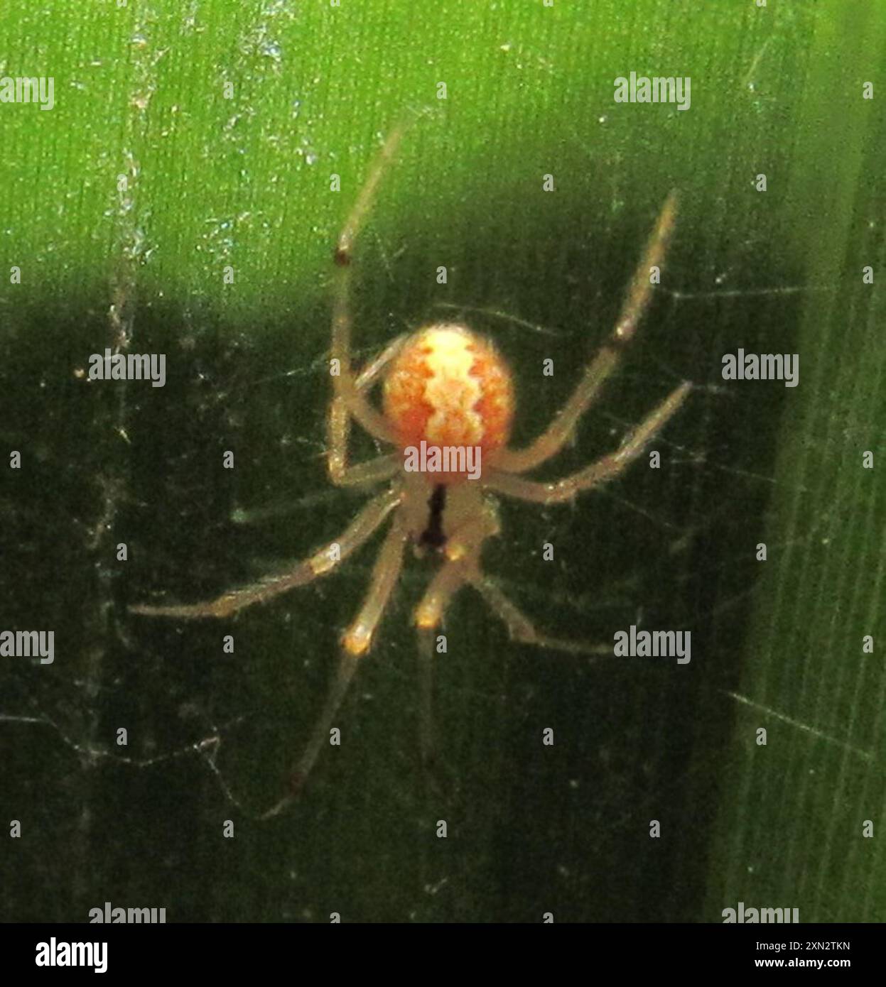 Typical Cobweb Spiders (Theridion) Arachnida Stock Photo - Alamy