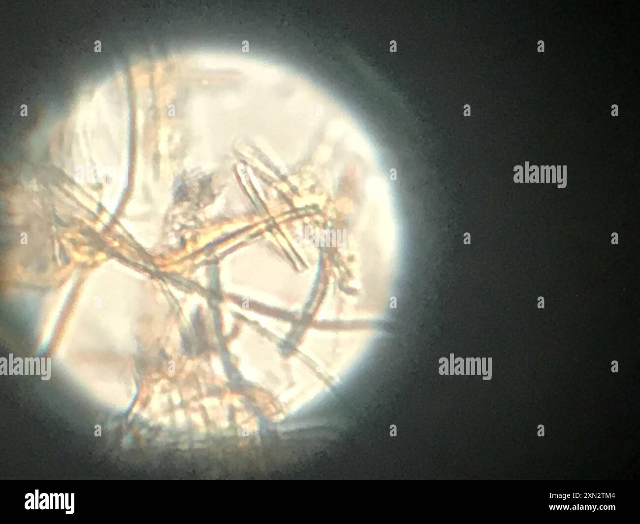 Leptothrix ochracea hi-res stock photography and images - Alamy