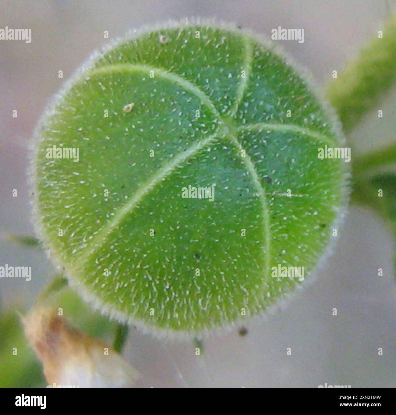 Tiny White Wild Hibiscus (Hibiscus micranthus) Plantae Stock Photo - Alamy