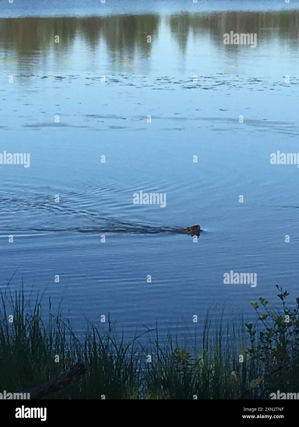 American Beaver (Castor canadensis) Mammalia Stock Photo - Alamy