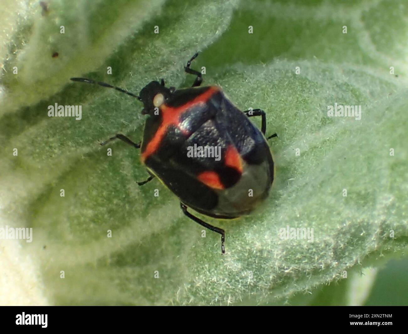 Twice-stabbed Stink Bug (Cosmopepla lintneriana) Insecta Stock Photo ...