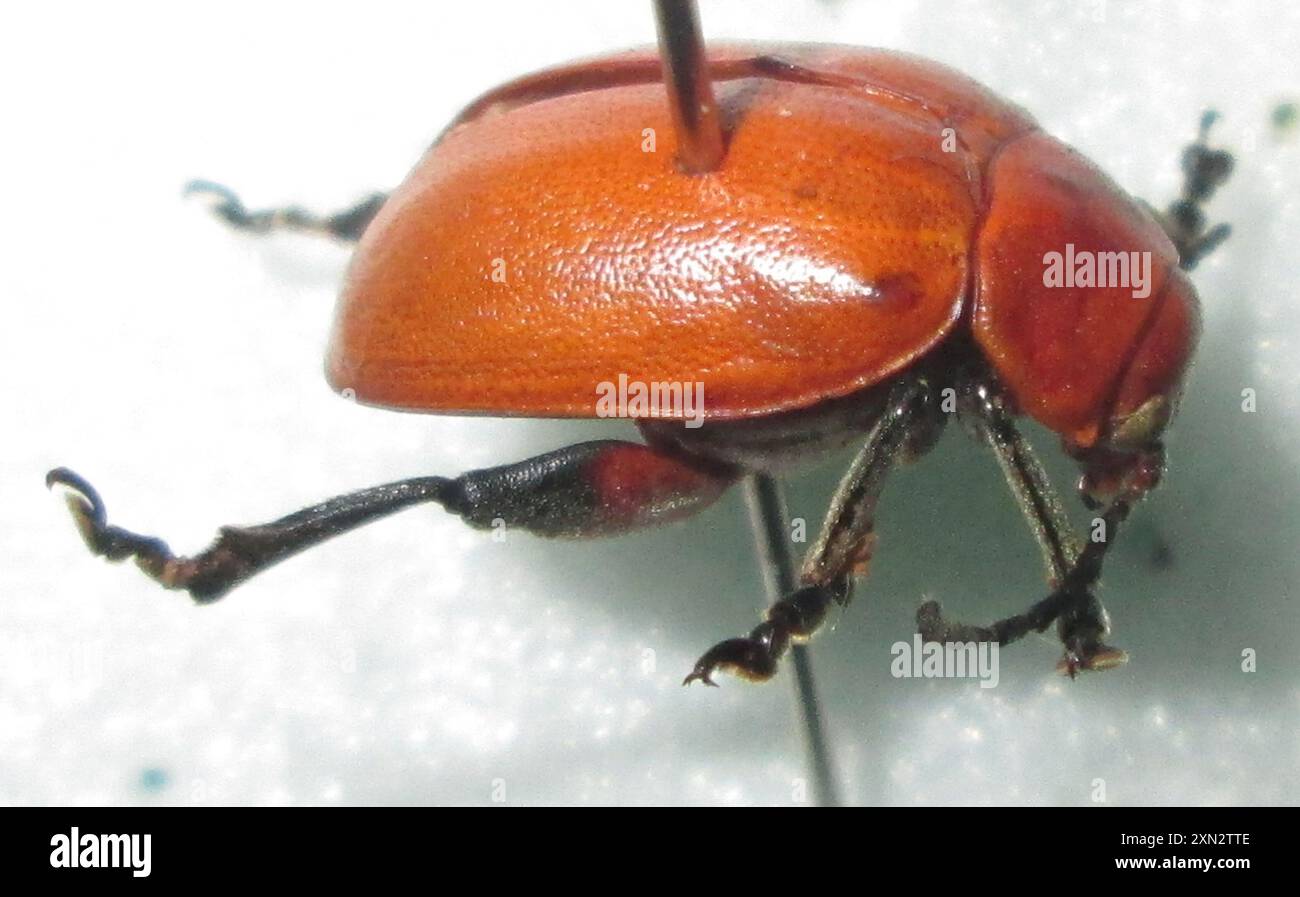 (Diamphidia femoralis) Insecta Stock Photo - Alamy