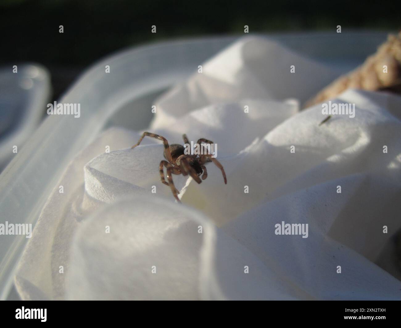 (Intruda signata) Arachnida Stock Photo - Alamy