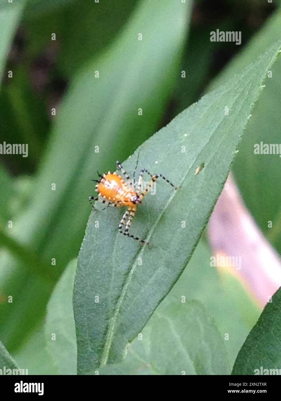 Orange Assassin Bug (Pselliopus barberi) Insecta Stock Photo - Alamy