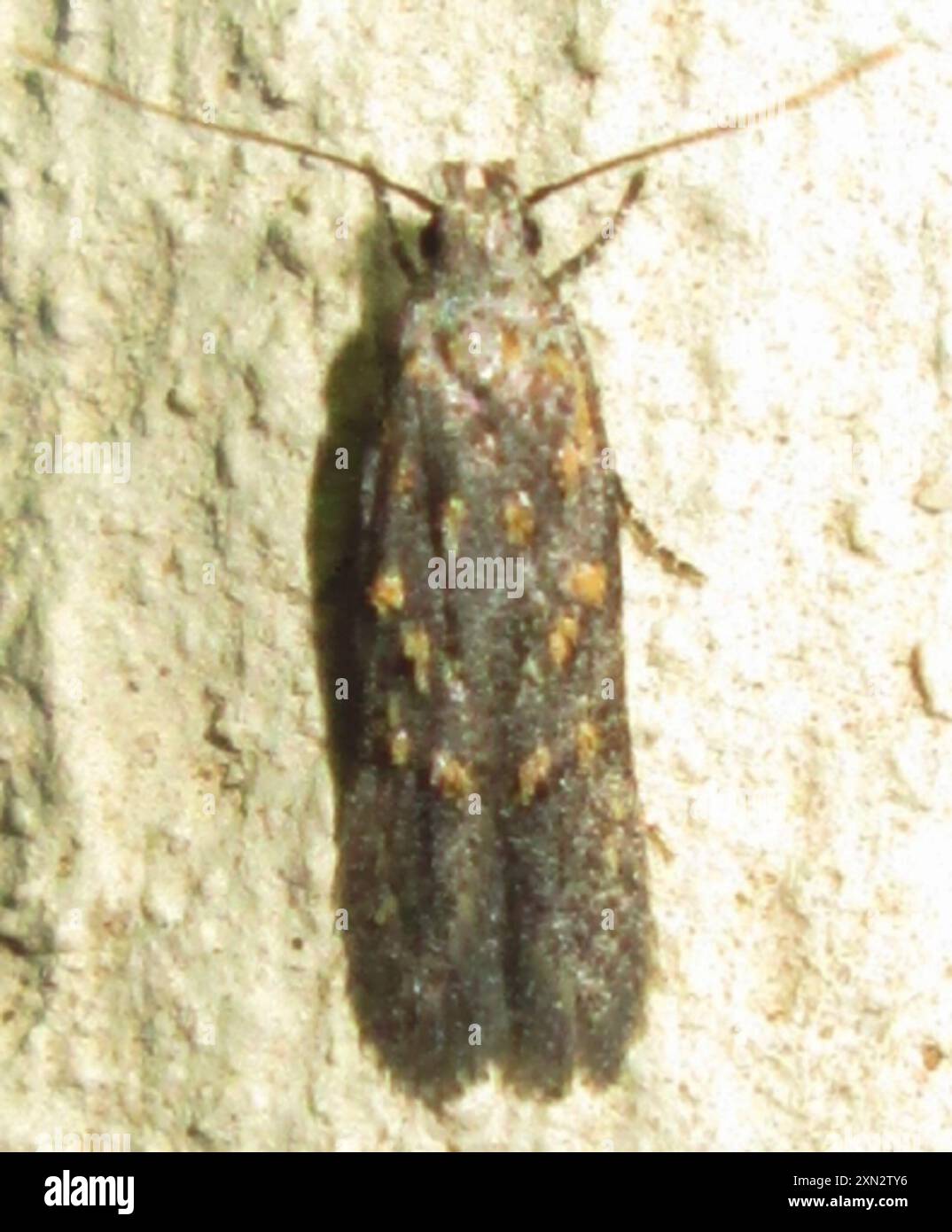 Old World Spiny-winged Moths (Eriocottidae) Insecta Stock Photo - Alamy