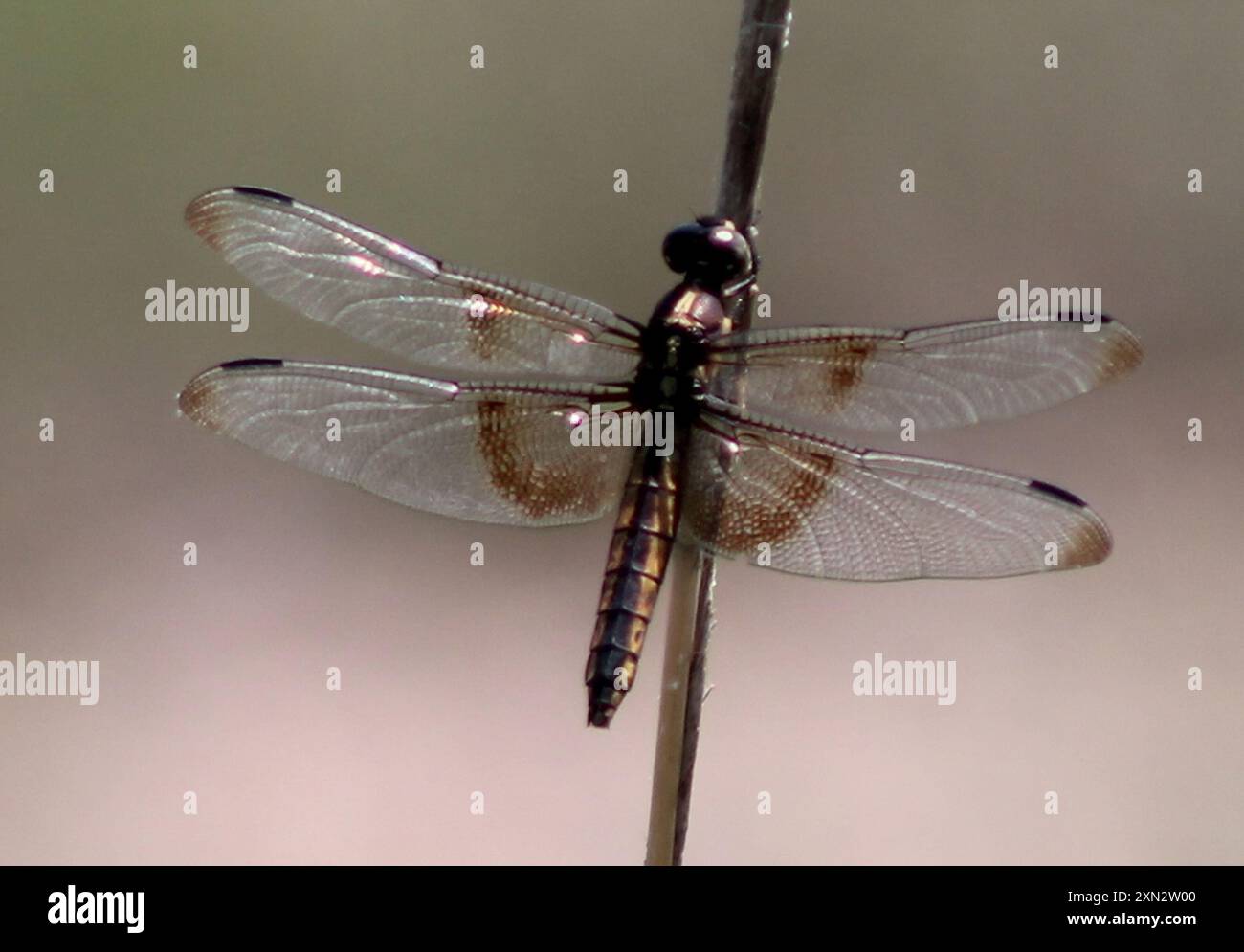 Widow Skimmer (Libellula luctuosa) Insecta Stock Photo - Alamy