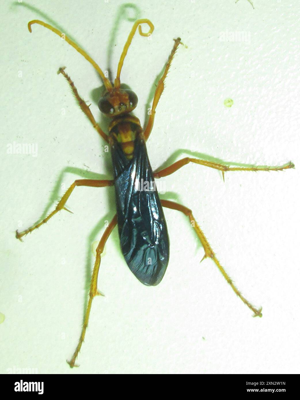 Spider Wasps (Pompilidae) Insecta Stock Photo - Alamy