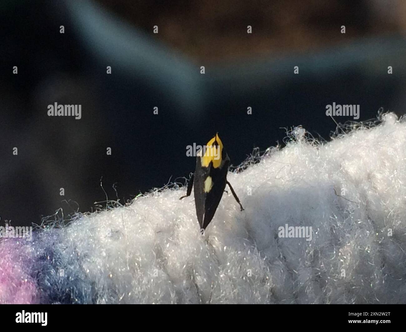 Mexican treehopper hi-res stock photography and images - Alamy