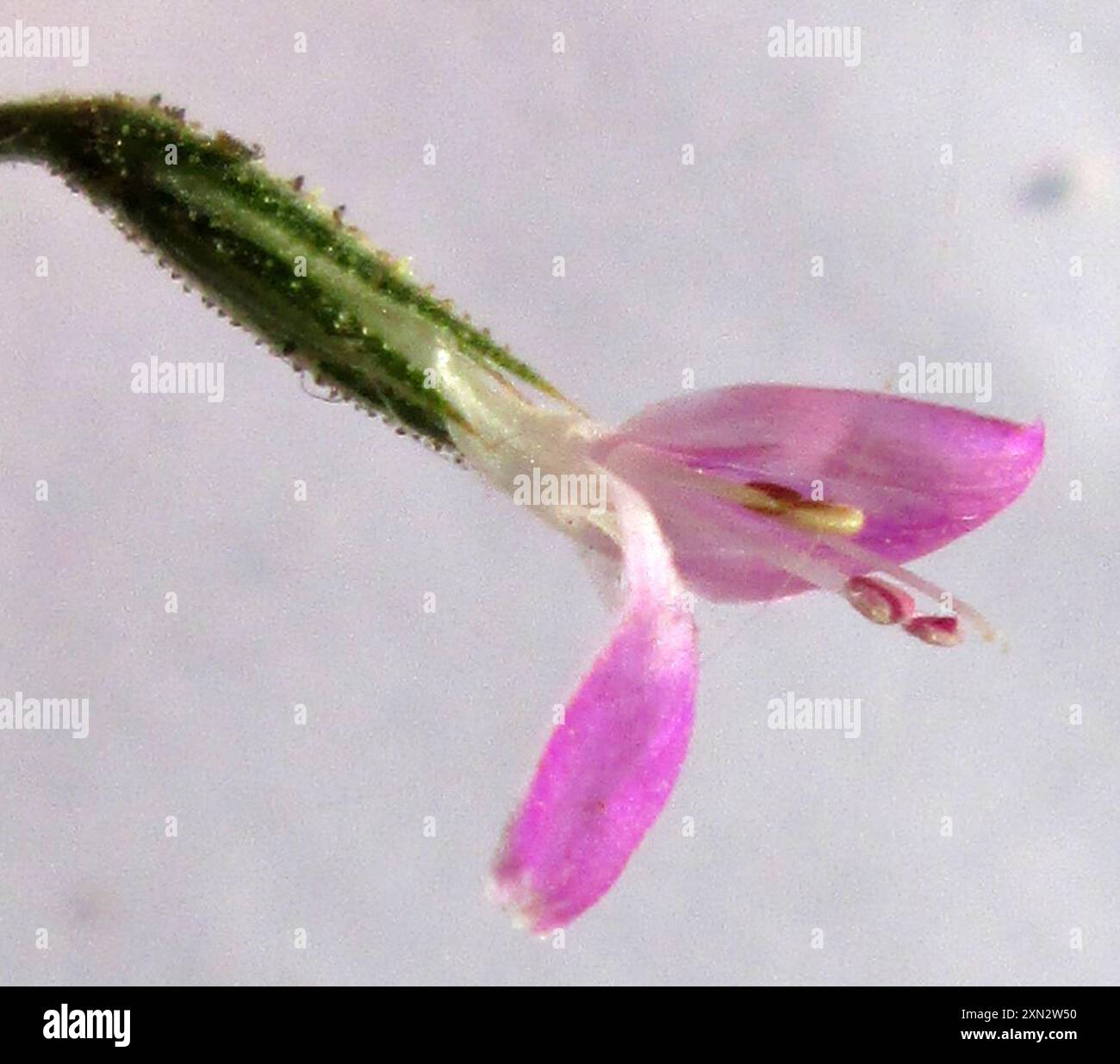 Panicled Foldwing (Dicliptera paniculata) Plantae Stock Photo - Alamy