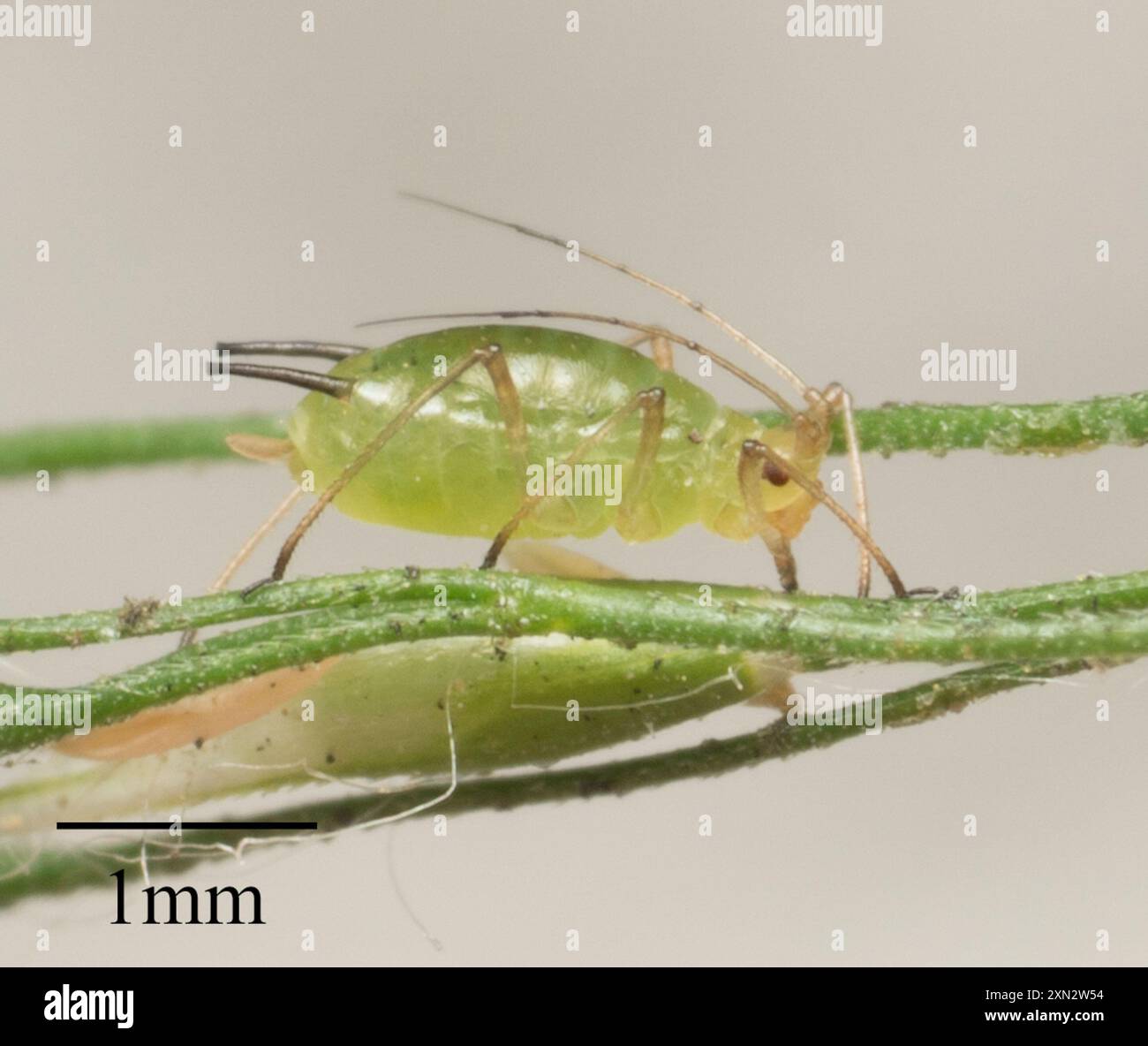Grain Aphid (Sitobion fragariae) Insecta Stock Photo - Alamy