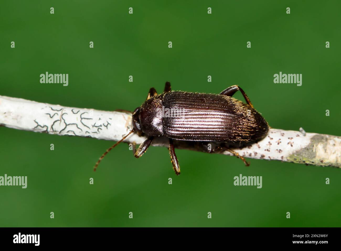 Comb-Clawed beetle Lobopoda socia insect nature Springtime pest control ...